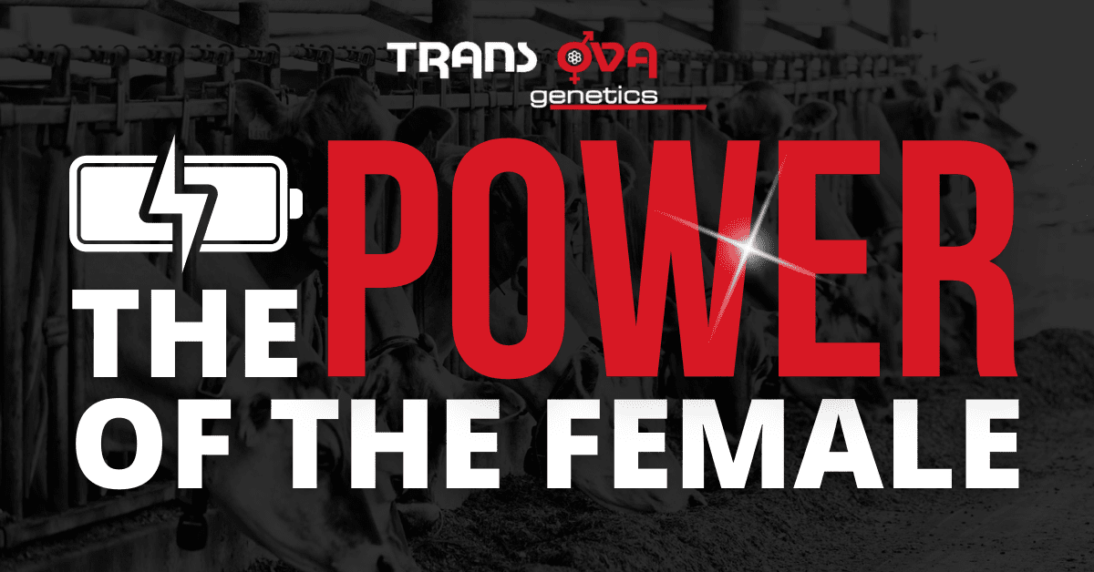 Unlocking Female Genetic Power in Dairy Cattle | Trans Ova